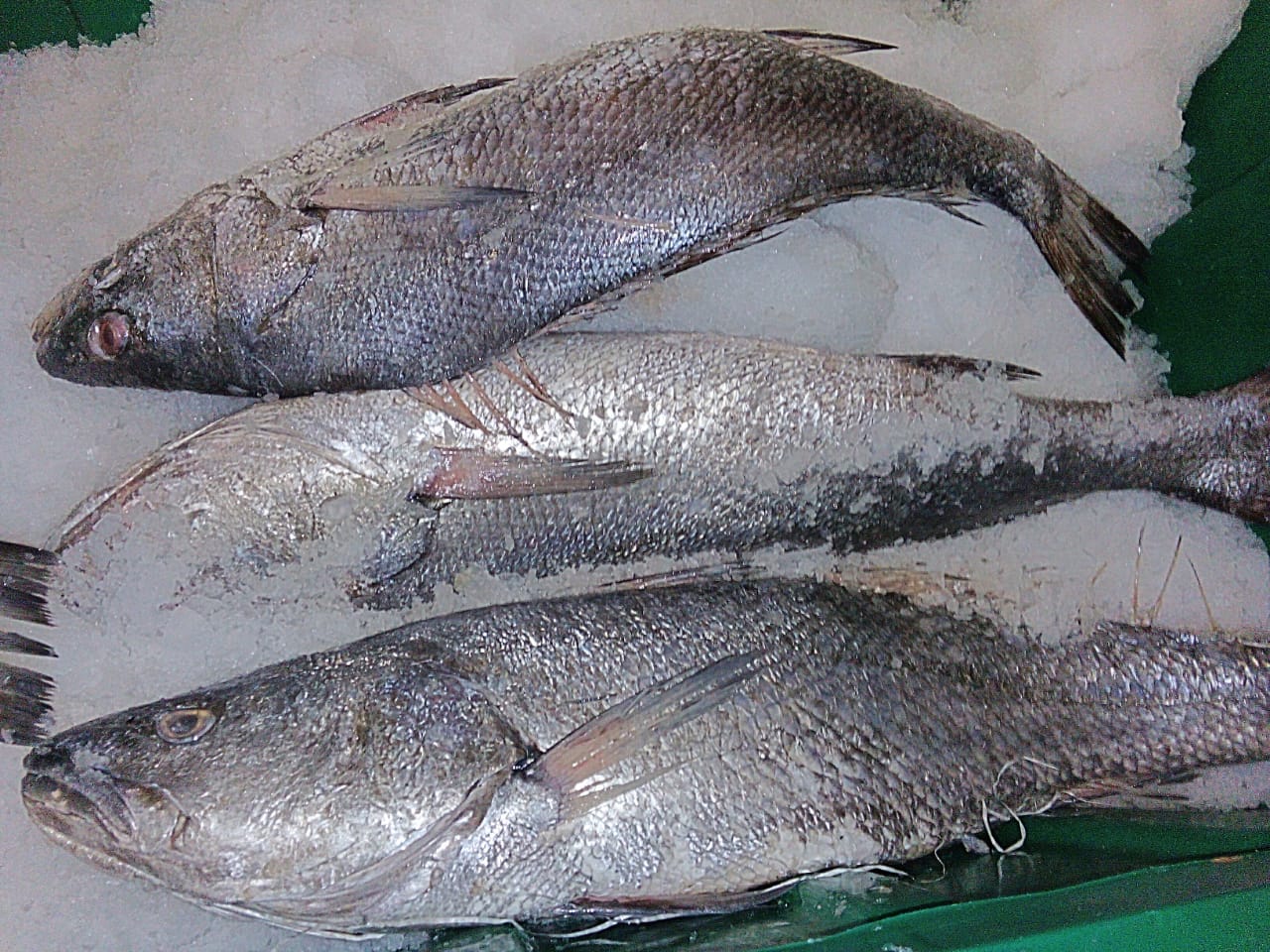 Pesca - SIGAPS